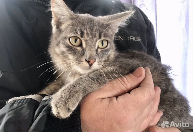 Котёнок (девачка) ищет хозяина