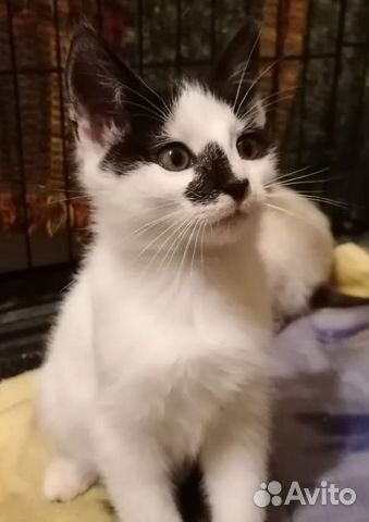 Котенок