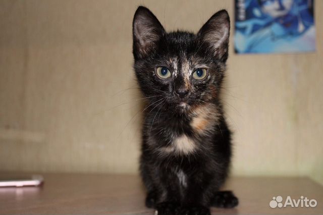 Кошка