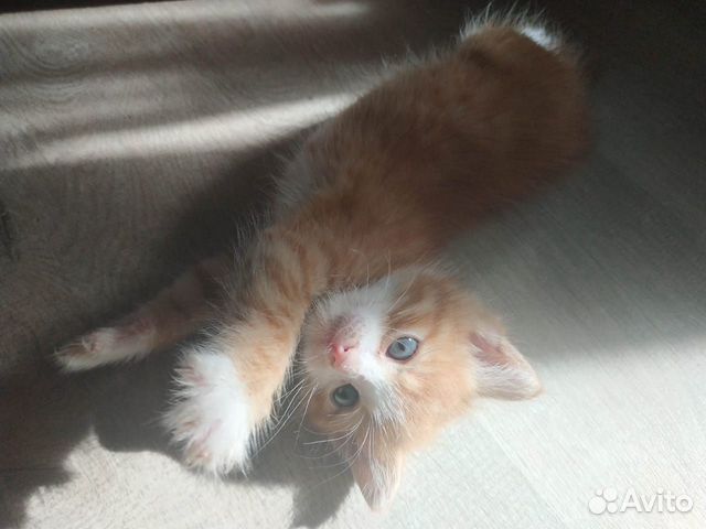 Рыжий котенок