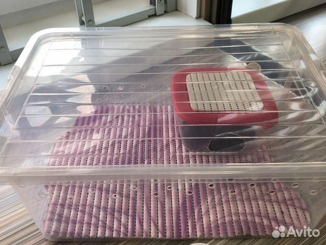 Готовые условия для жизни эублефара