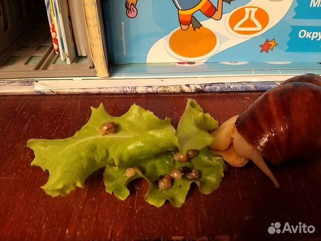 Улитки ахатины