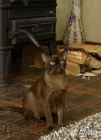 Котята бурмята