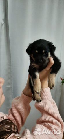 Отдам в добрые руки щенка