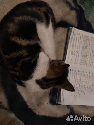 Котёнок 4 месяца ищет добрые и заботливые руки
