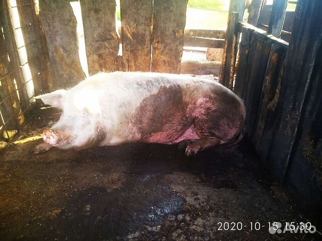 Продаю кабанов один 25 тыс