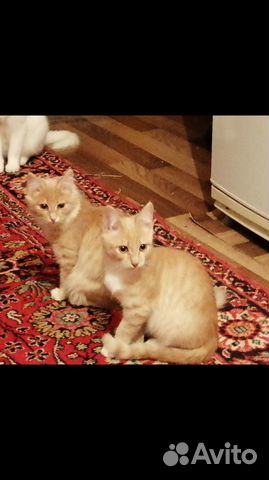 Отдам котиков