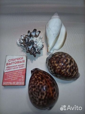 Ракушки морские