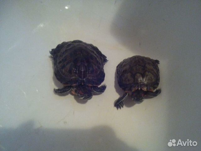 Символ мудрости и долголетия