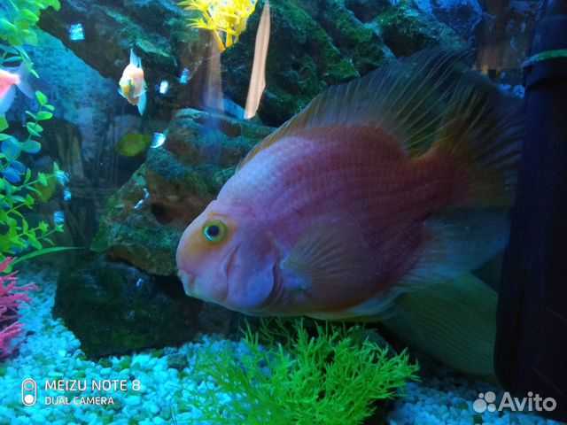 Рыбка-попугай