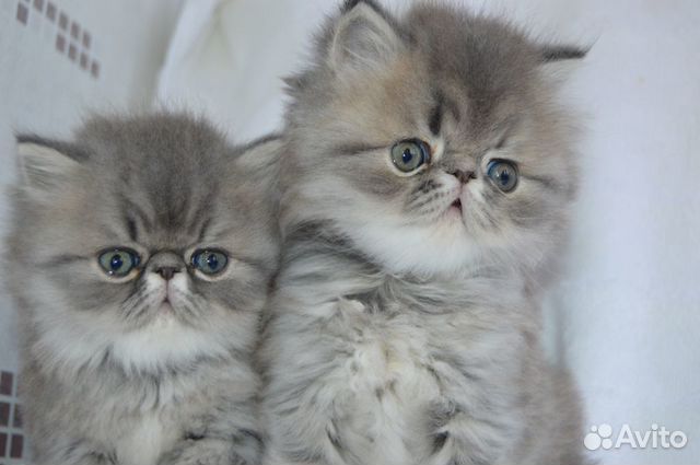 Персидские котята