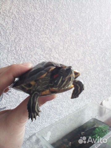 Черепаха красноухая