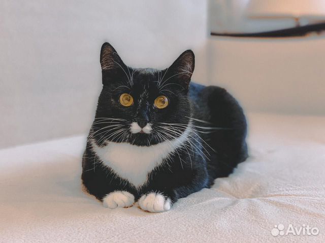 Кошка Моня в добрые руки