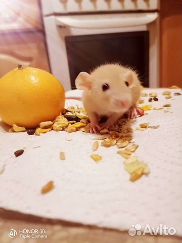 Крысята редких окрасов фавн рыжие мандаринки