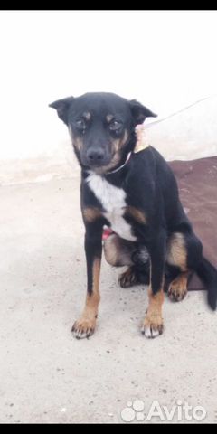 Чья собака комнатного содержания