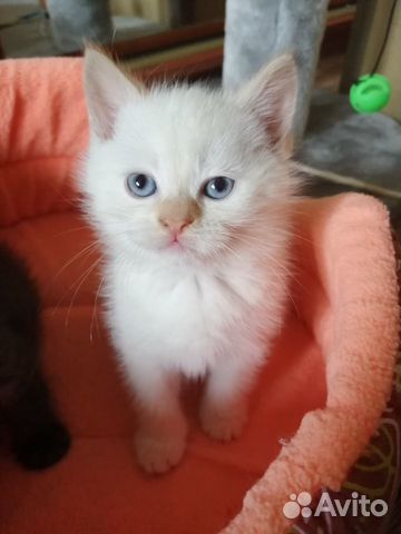 Котята