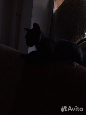 Корни рекс чёрный кот