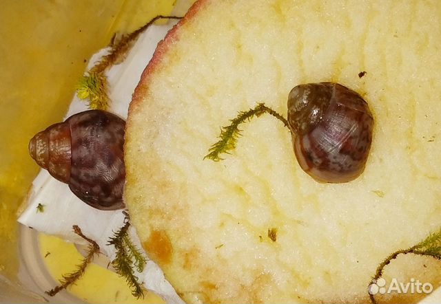 Улитка ахатина