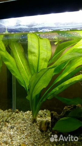 Эхинодорус амазонский