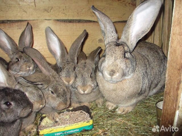 Продаются кролики
