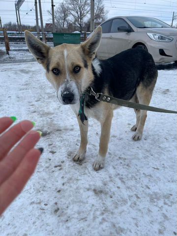 Восточноевропейская овчарка