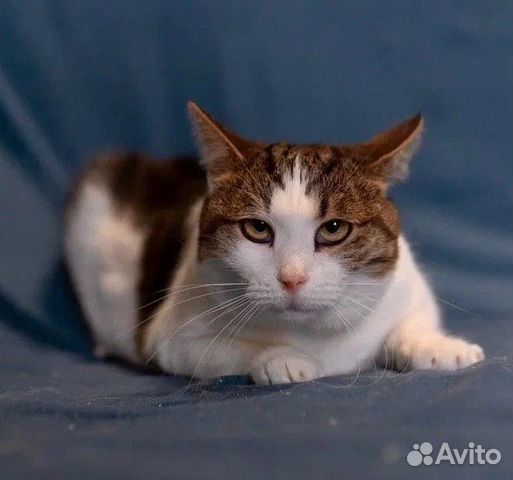 Кошка с оригинальной внешностью ищет дом