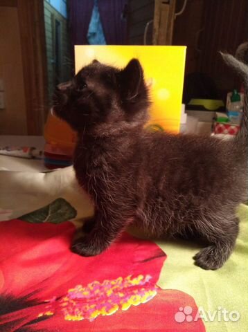 Медвеженок-маленький черный мальчик 2мес в дар