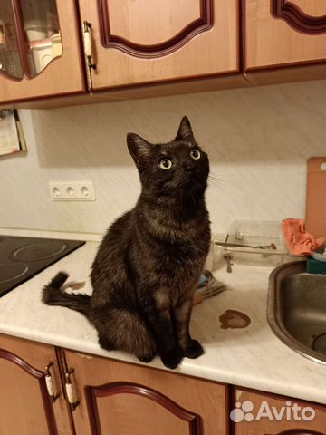 Кошка