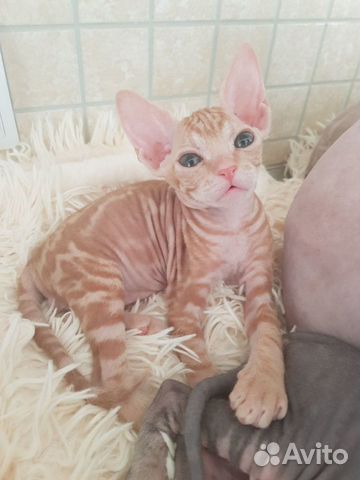 Донской сфинкс