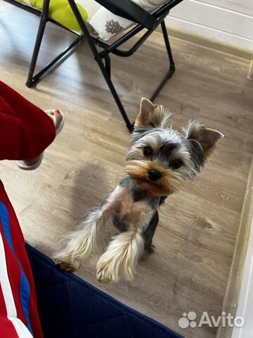 Прекрасный мальчик Йорк ищет невесту