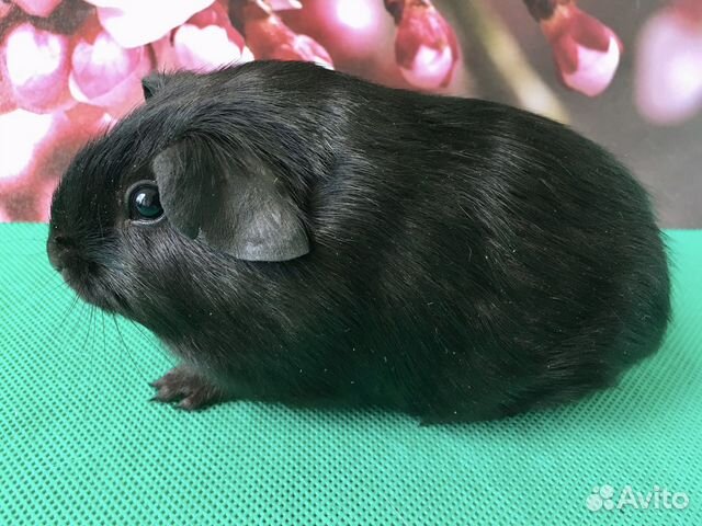 Морская свинка селф