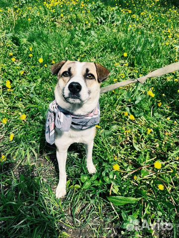 Молодой Ляле не место в приюте