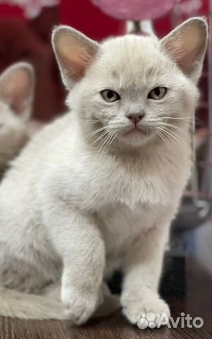 Бурманские котята