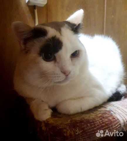Кошечка Ева ищет свой дом