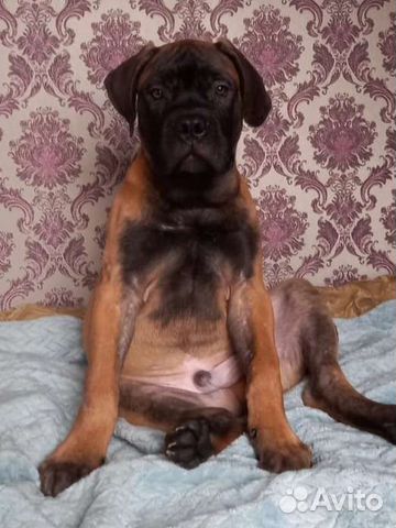 Бульмастиф