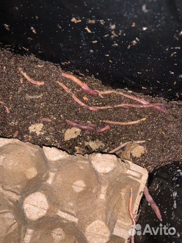 Красные калифорнийские черви вермиферма