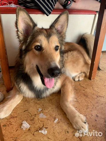 Собака бесплатно в добрые руки