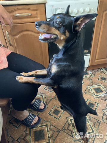 Цвергпинчер чистокровный