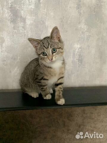 Котенок