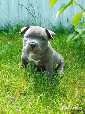 Сынок Magnetara внук Pulsara