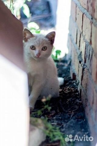 Белый котенок совсем одна