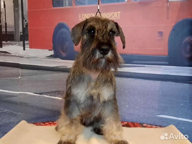 Собака цвергшнауцер