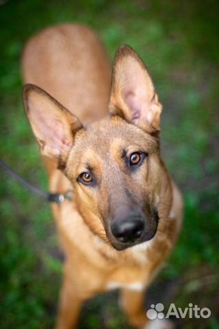 Щенок Перс в добрые руки