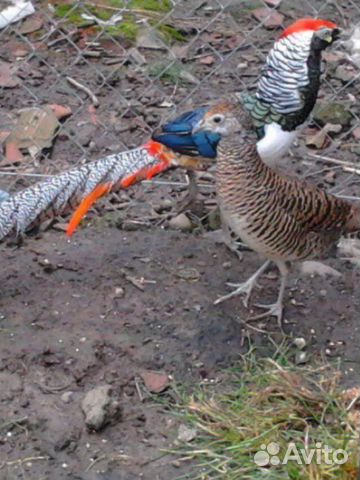 Фазаны алмазные