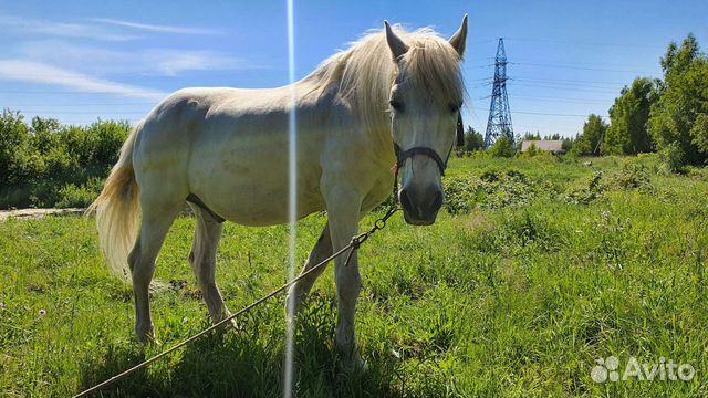 Мерин орлово-першерон