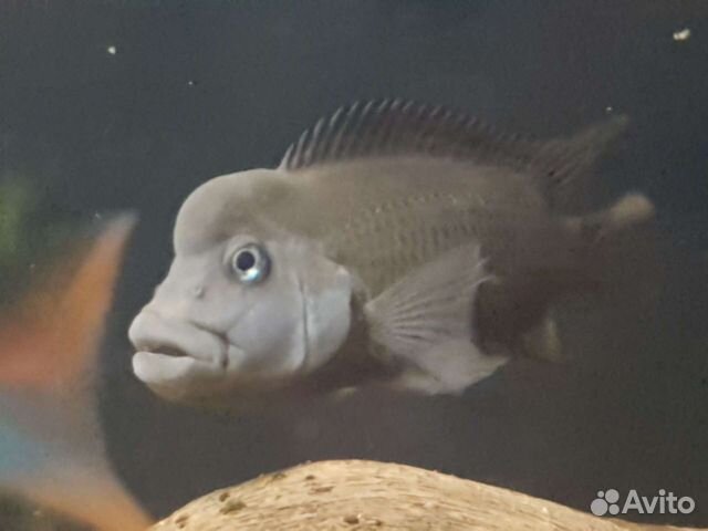 Львиноголовая цихлида