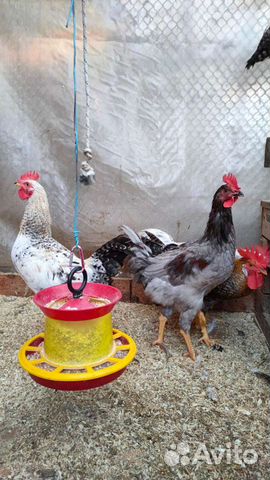 Петушки молодые