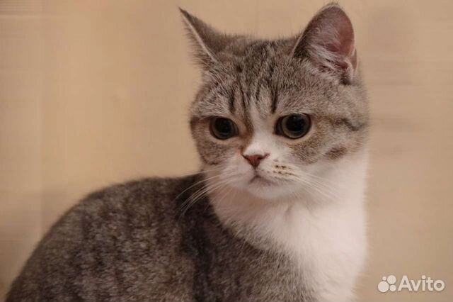 Шотландский котенок скоттиш страйт