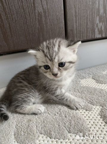 Шотландская