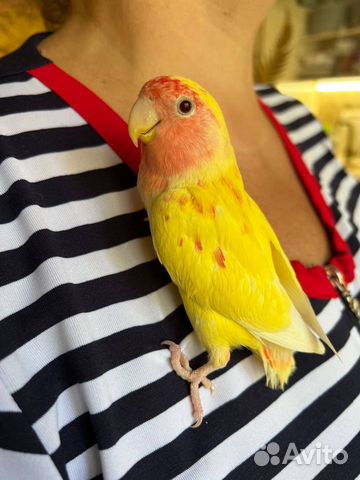 Неразлучник - далматинец ручной